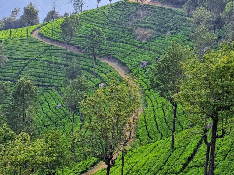 7 Wonderful Things to Do in Coonoor, India - Real Talk Travel